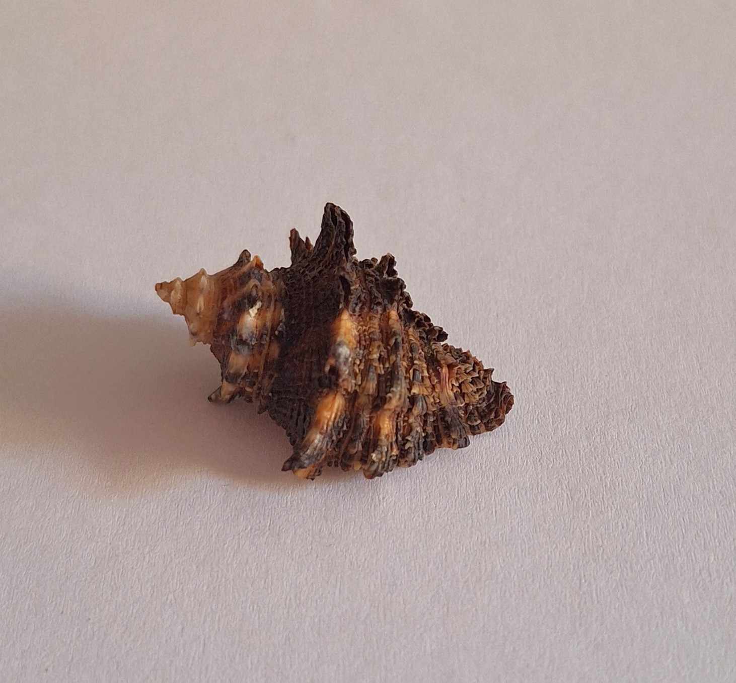 Morula spinosa - TOP :: SHELLS FOR YOU.CZ